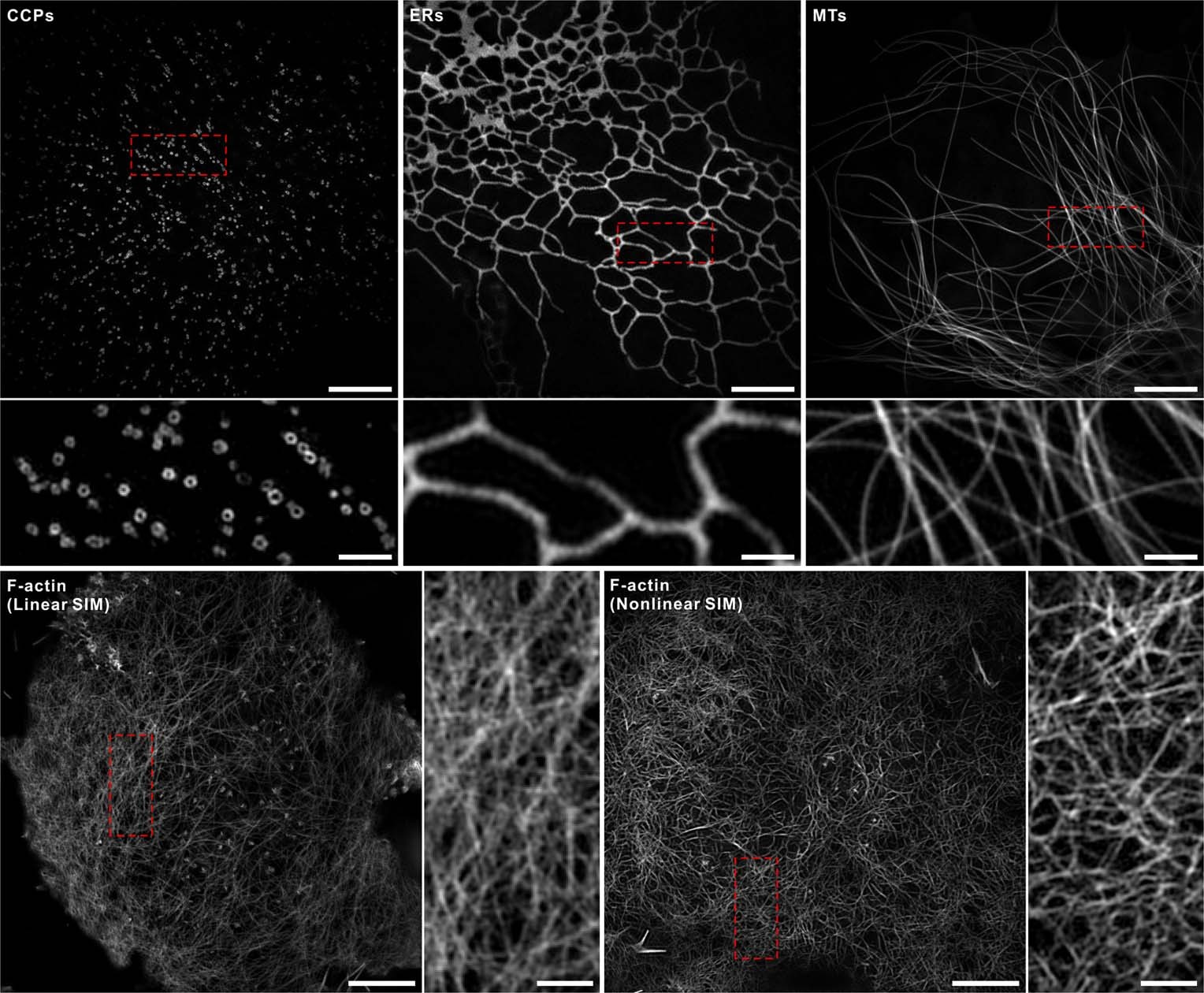 论文研读：Evaluation and development of deep neural networks for image super-resolution in optical ...